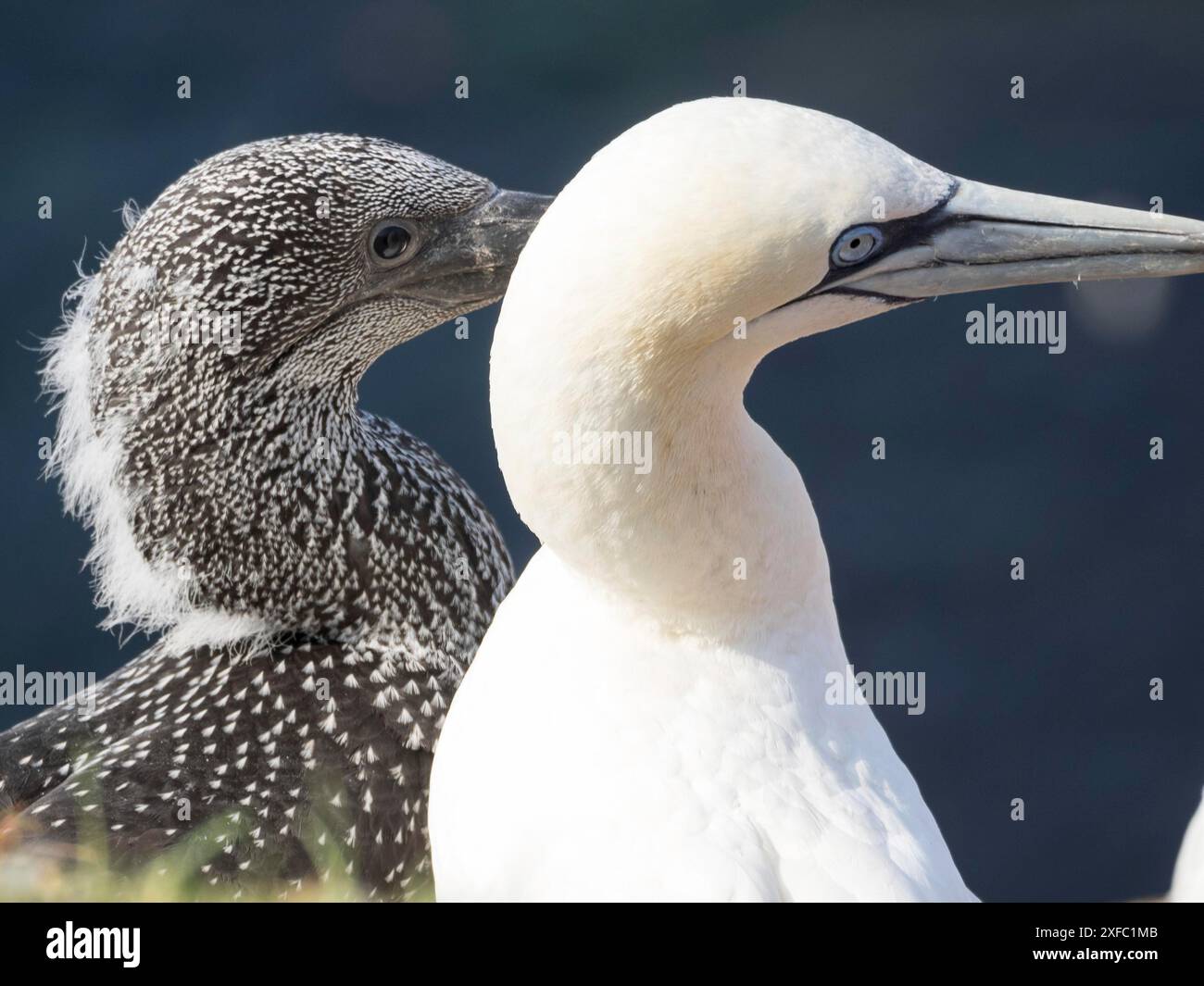 Detailed close-up of a white and a black and white spotted bird ...