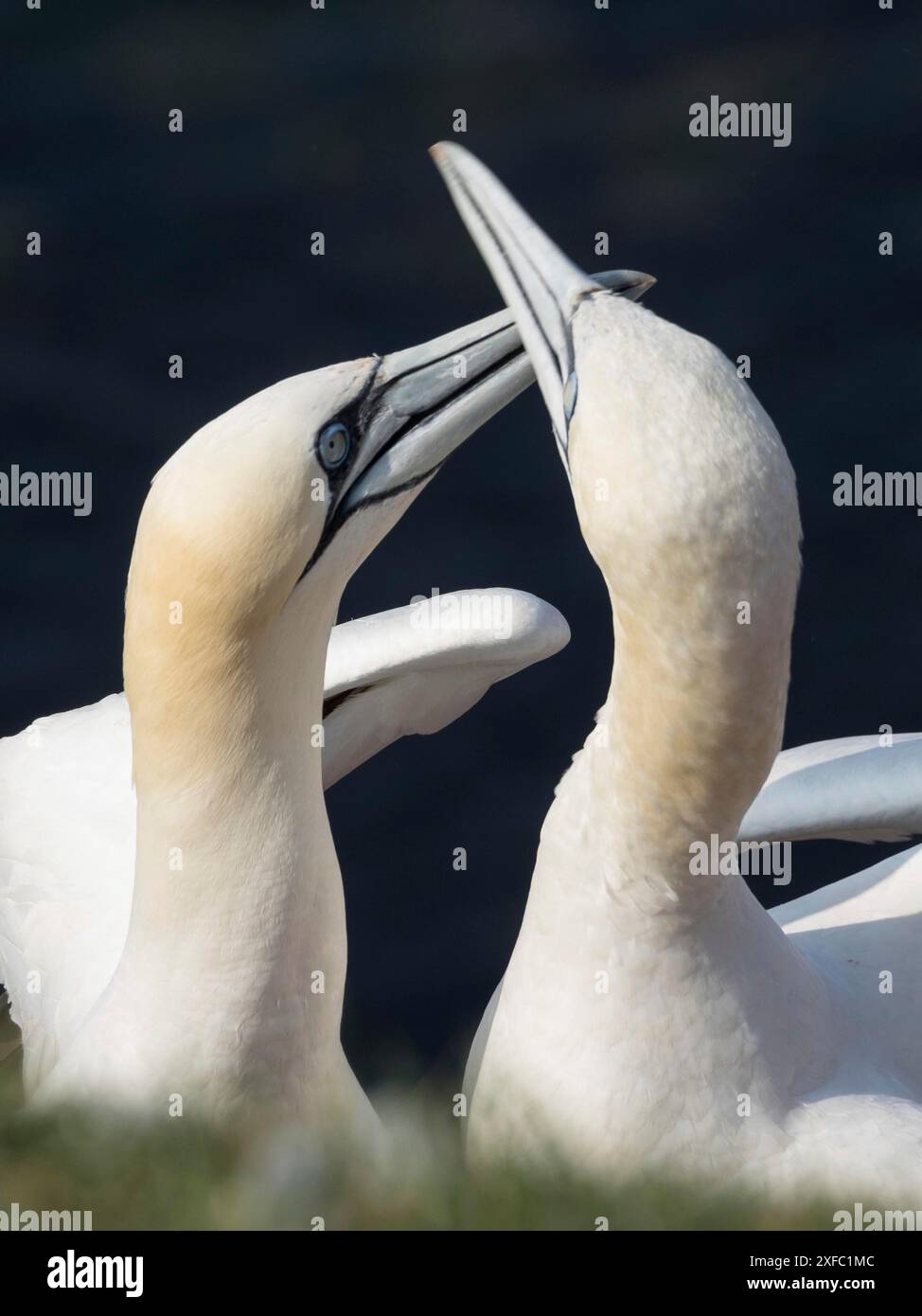 Two white birds in close interaction, beaks touching, helgoland, north ...