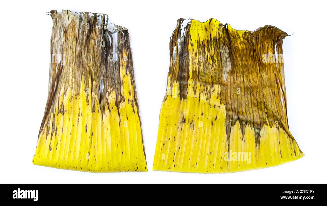 A close-up isolated photograph of a yellowing banana leaf, nearly dry ...