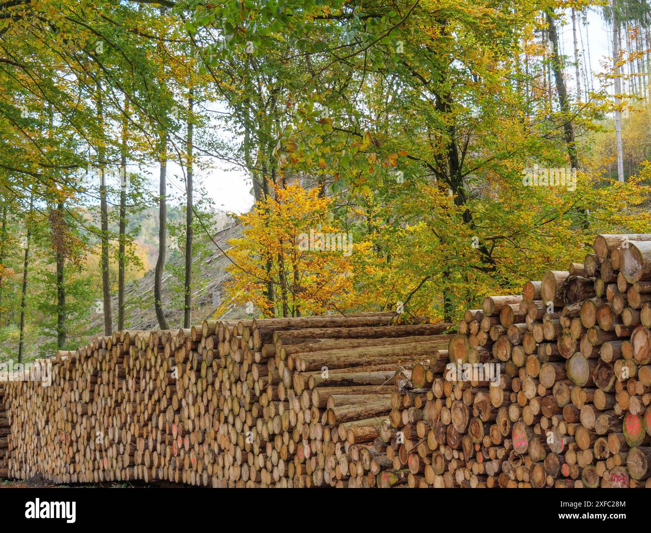 Large pile of wood in an autumnal forest, surrounded by colourful trees ...