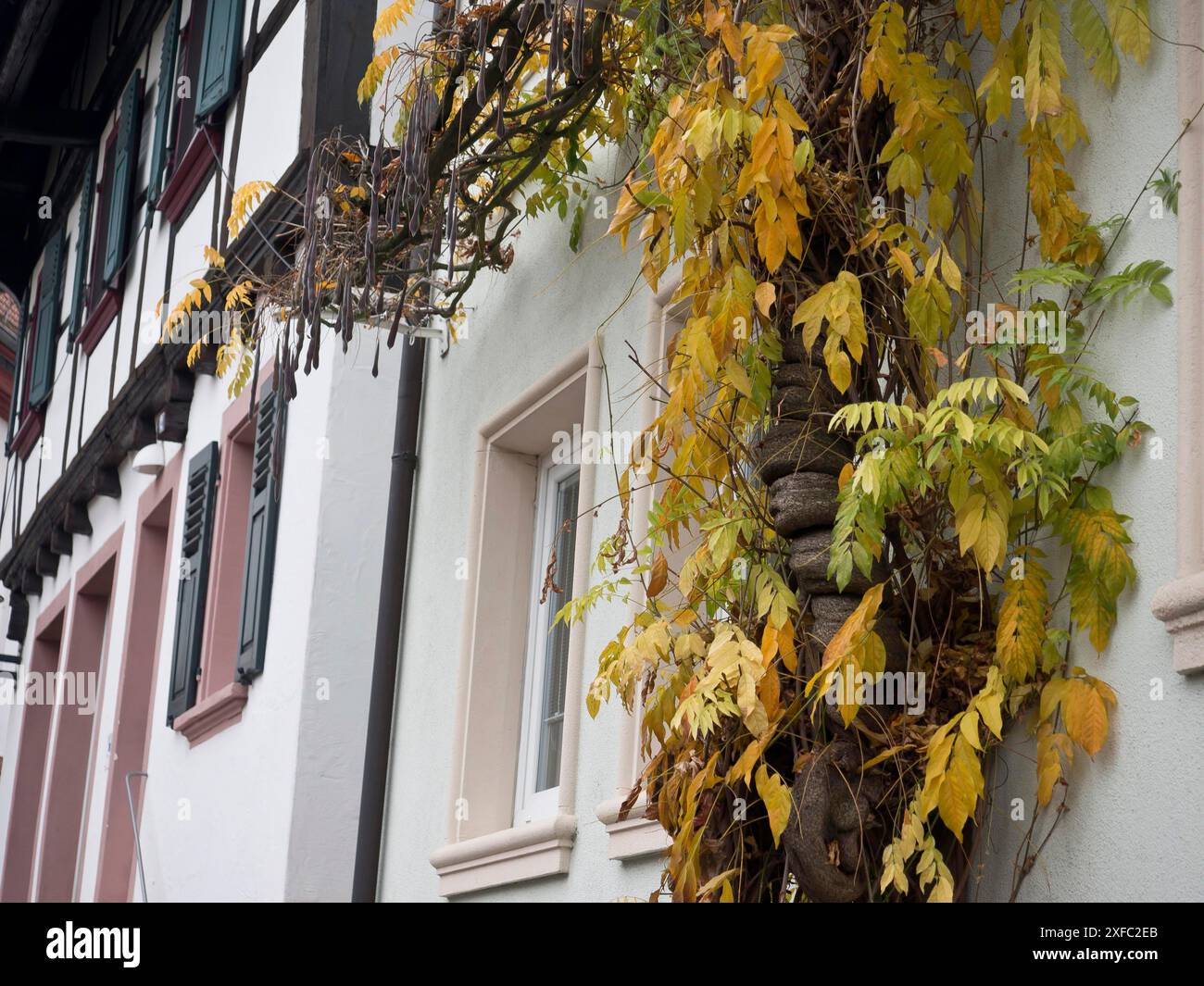 House facade with climbing plants and autumnal leaves, bright wall and ...