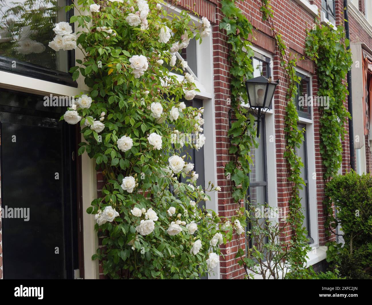 Window of a brick building with white roses and climbing plants, Leiden ...