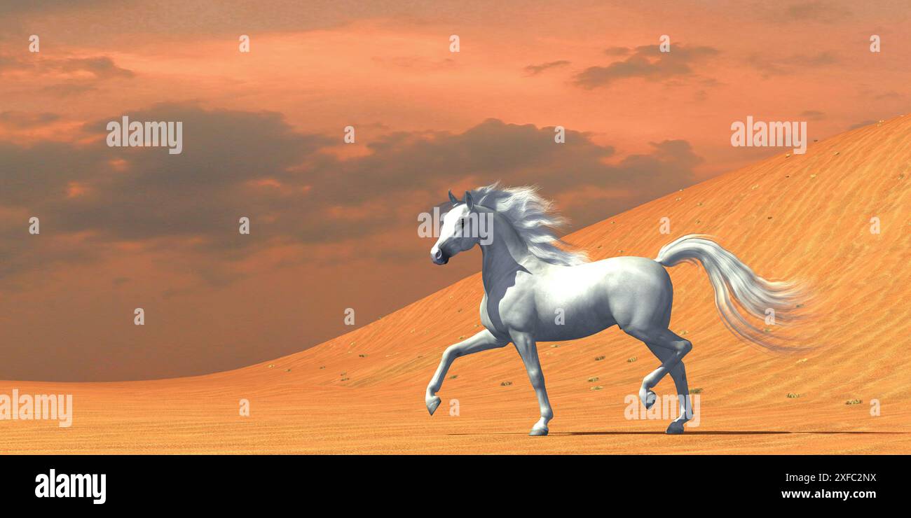 A white Arabian stallion runs free in the desert as a wild horse Stock ...