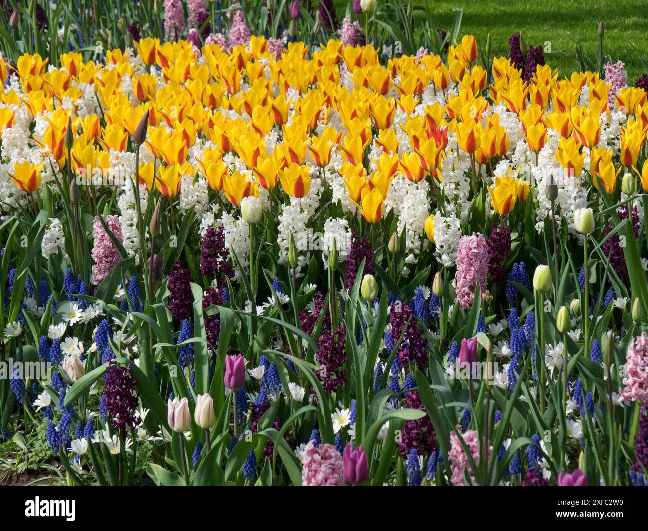 Colourful flowerbeds full of tulips of different colours in a garden in ...