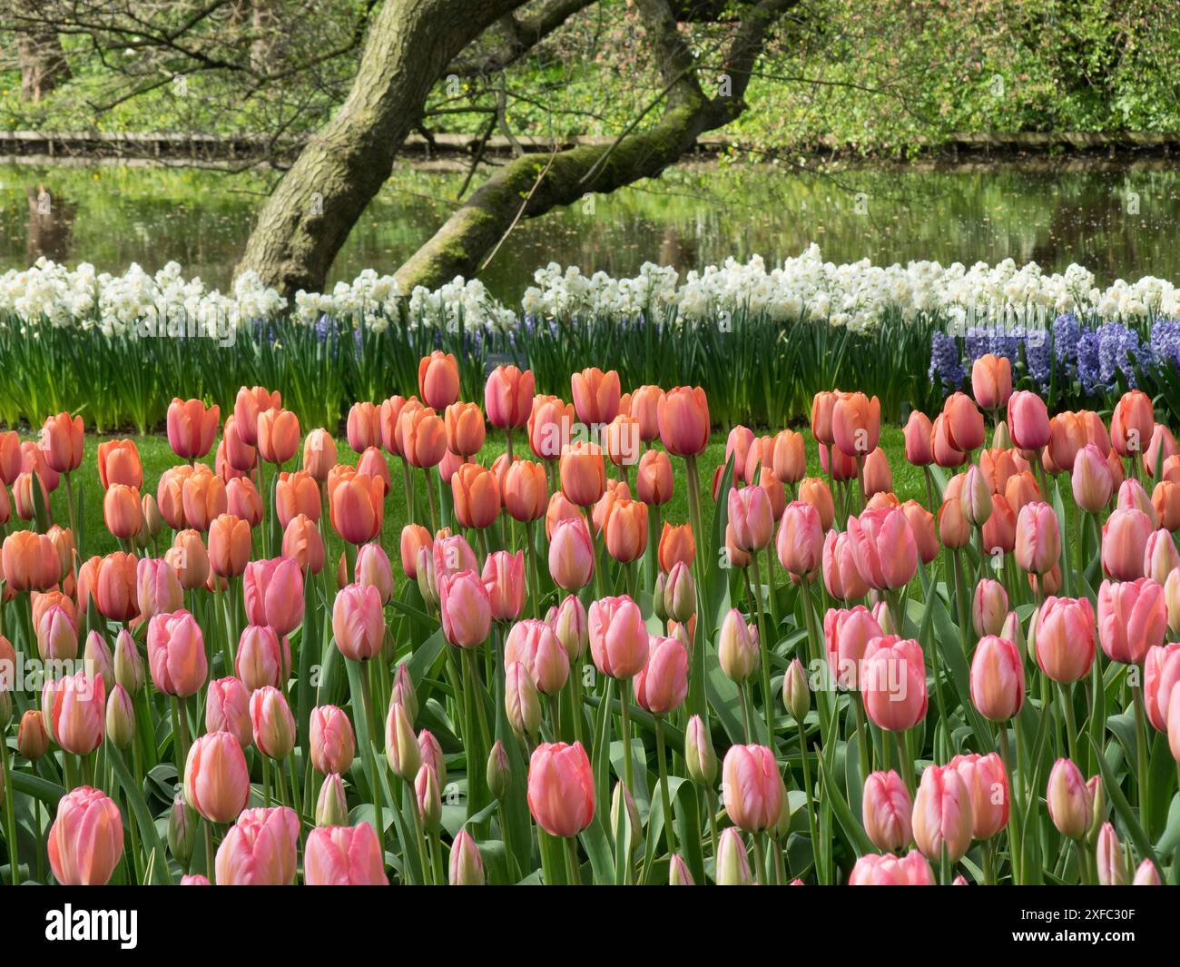 Colourful tulip field in front of a pond background with blossoming ...