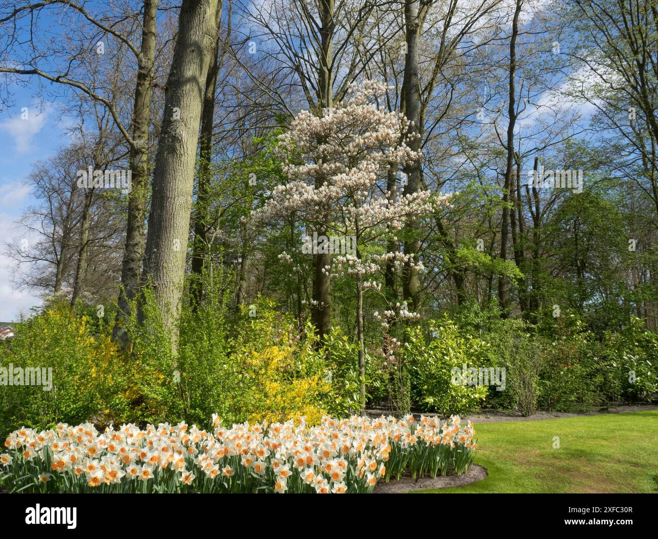 Forest scene with white flowers and yellow bushes in spring, Amsterdam ...