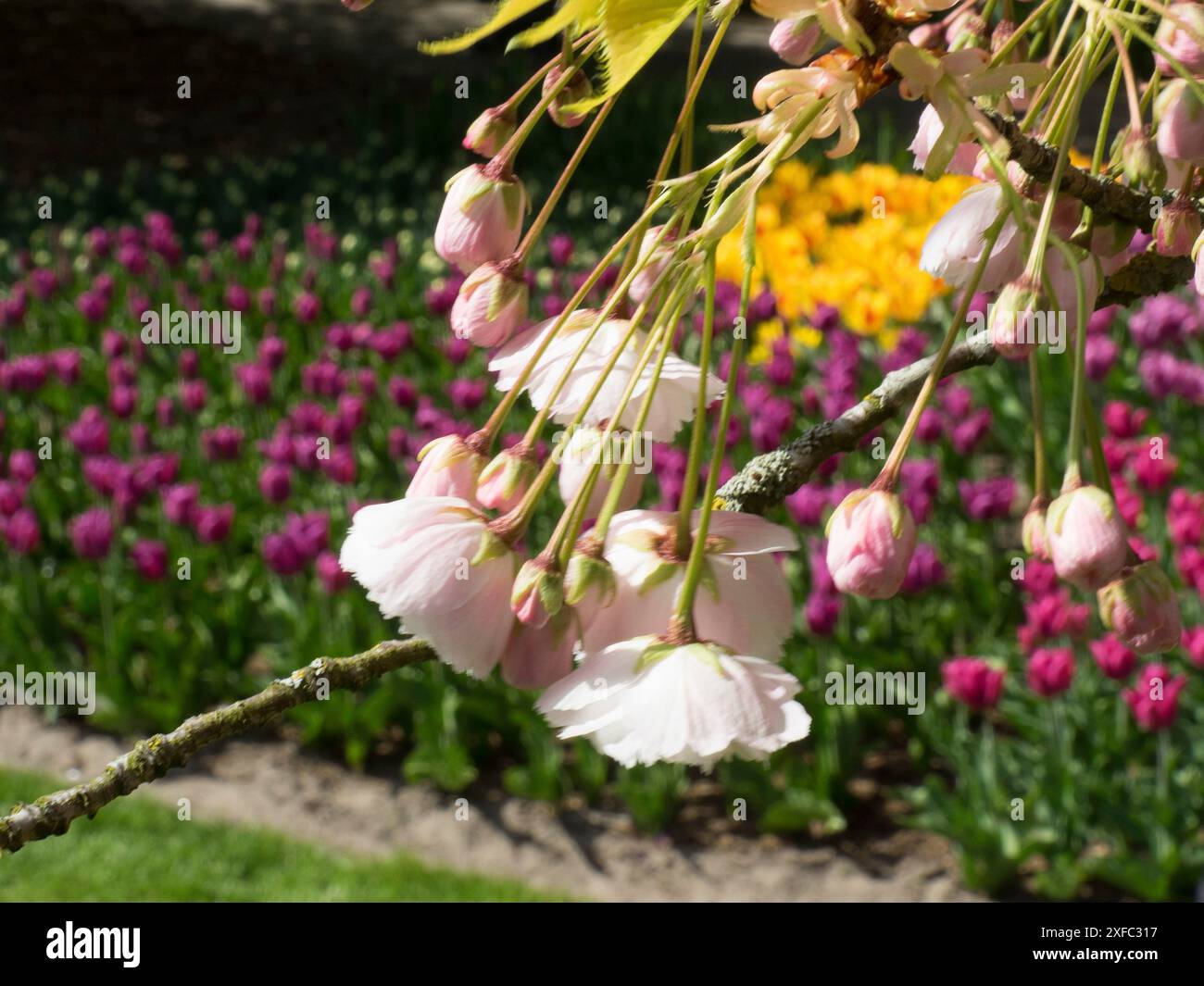 Cherry blossom branch with pink flowers, in the background colourful ...