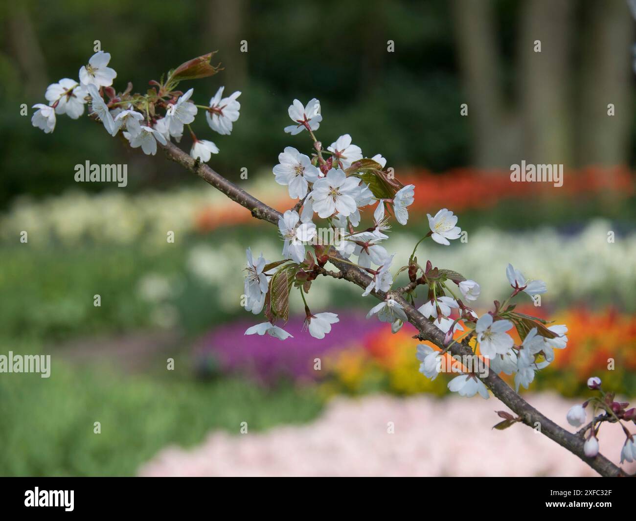 White flowering branch in a spring garden with blurred colourful ...