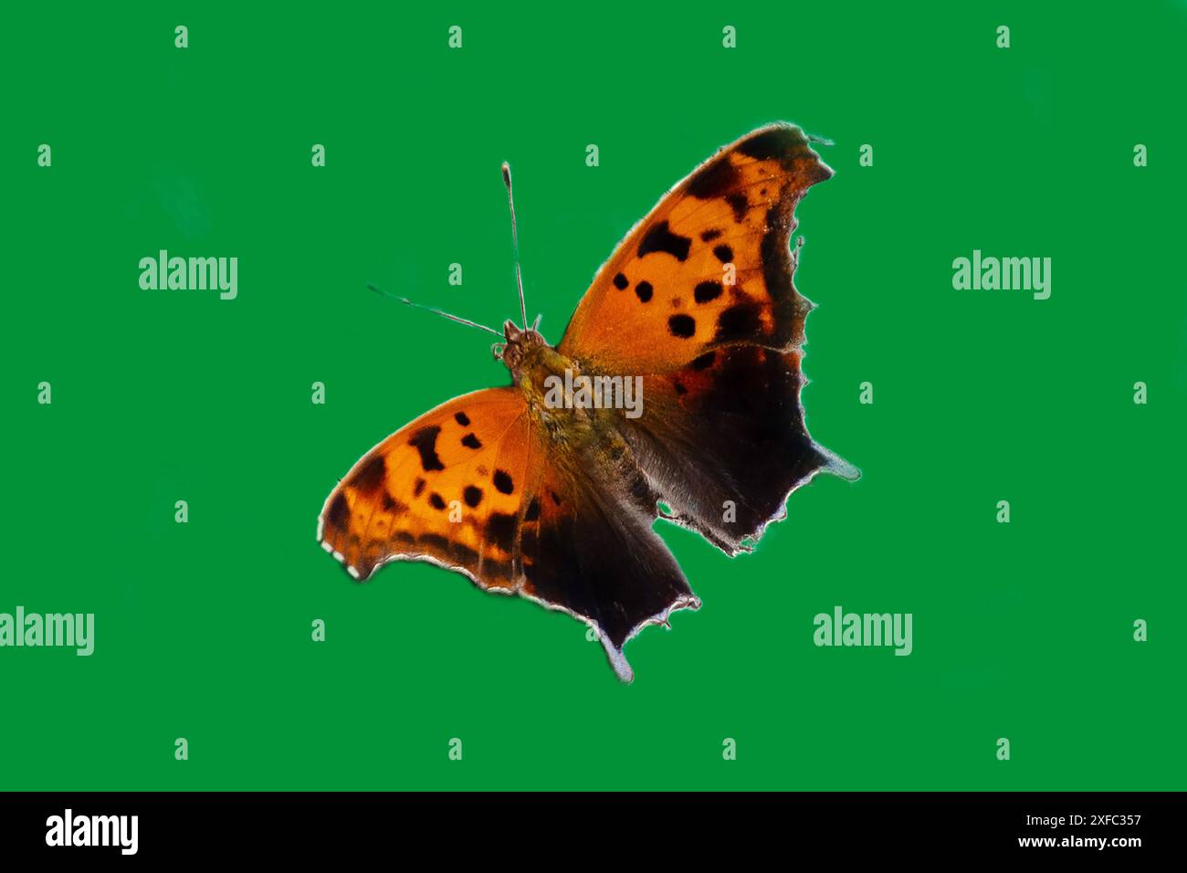 QUESTION MARK BUTTERFLY (Polygonia interrogationis) AGAINST GREEN ...