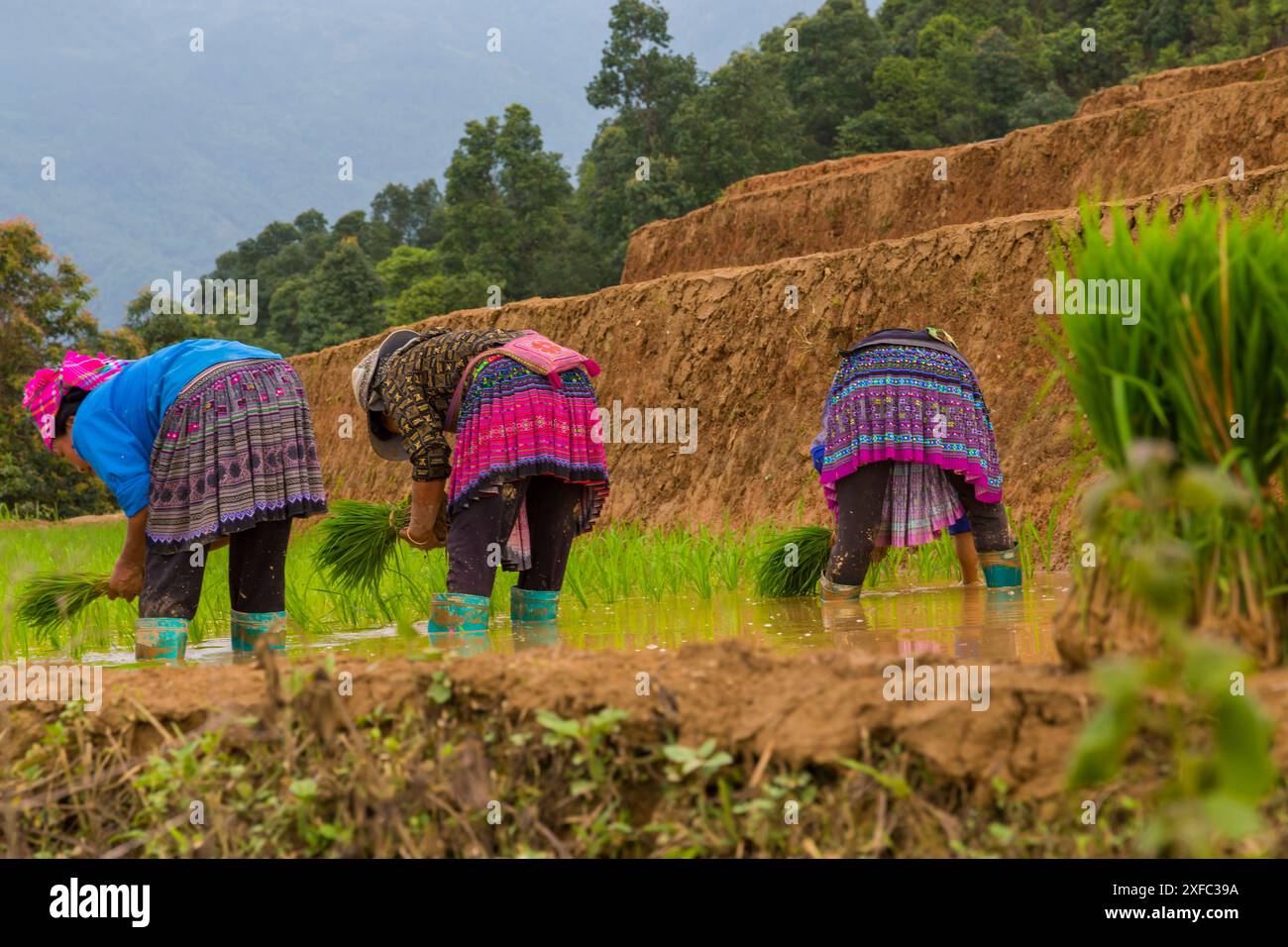 Vietnamese woman planting rice in rice paddy fields Vietnam, Asia in ...