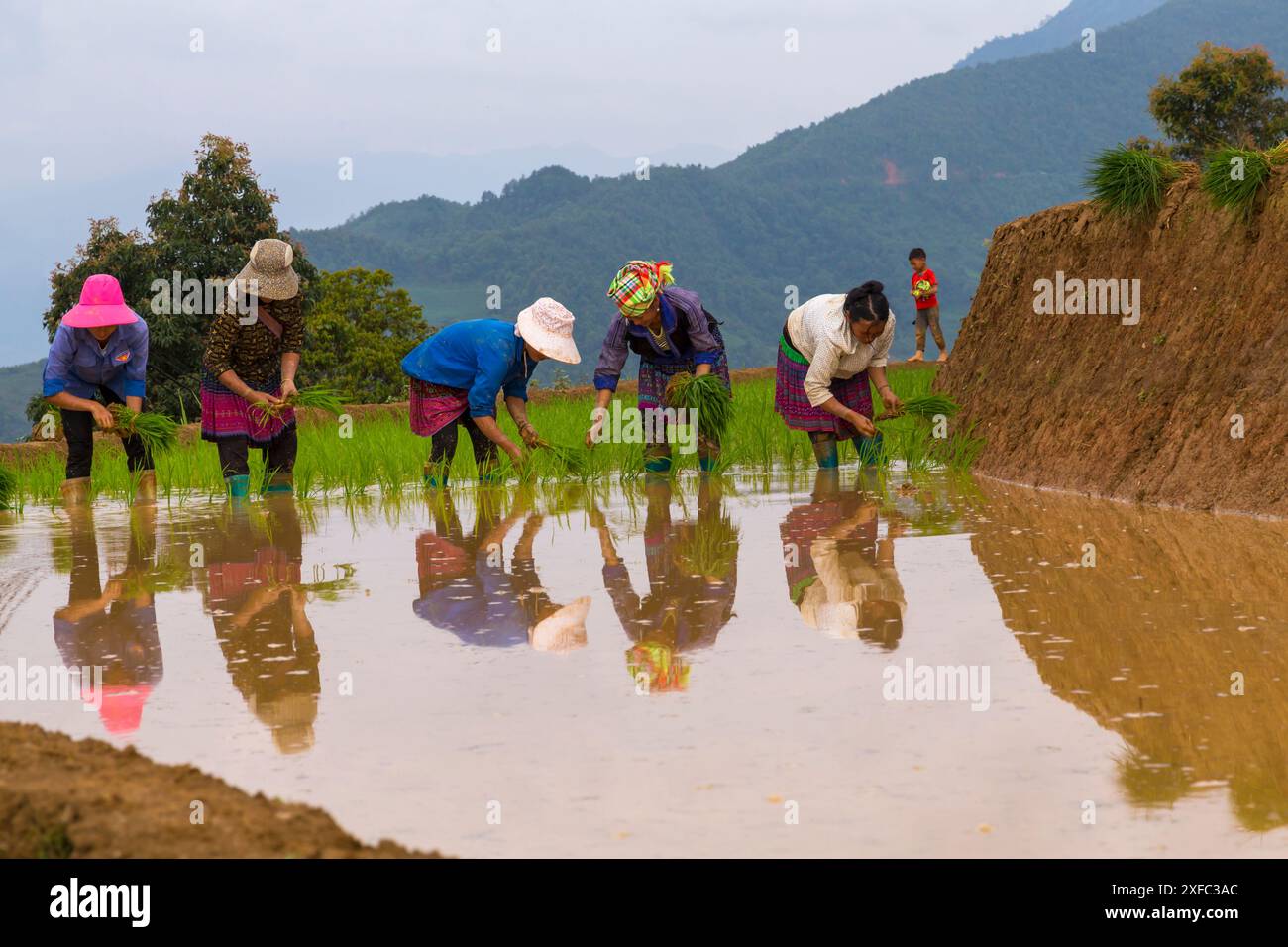 Vietnamese women planting rice in rice paddy fields Vietnam, Asia in ...