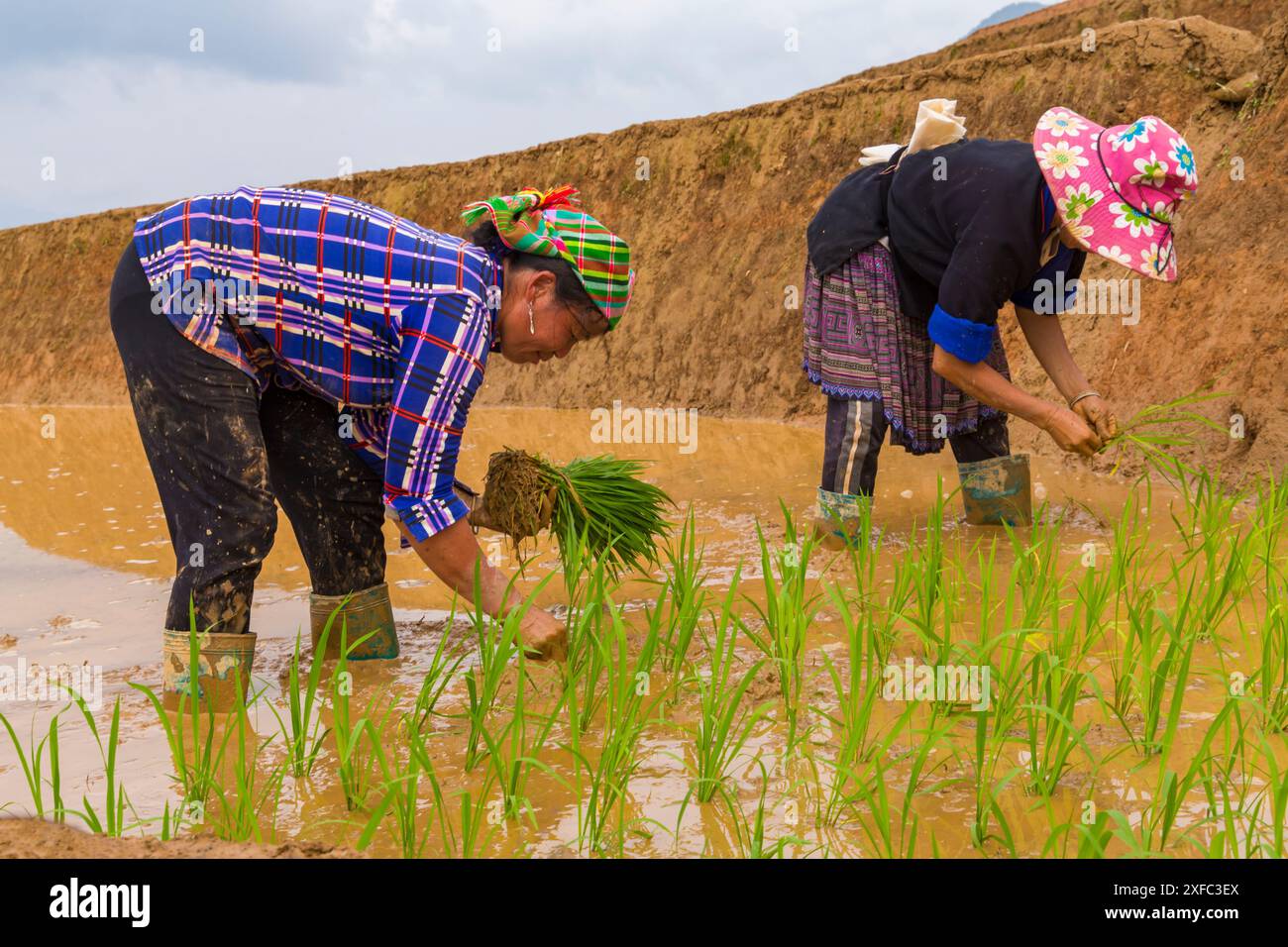 Vietnamese women women paddy field hi-res stock photography and images ...