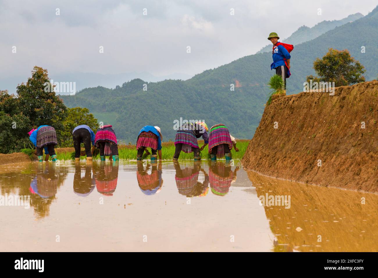 Man and woman rice planting hi-res stock photography and images - Alamy