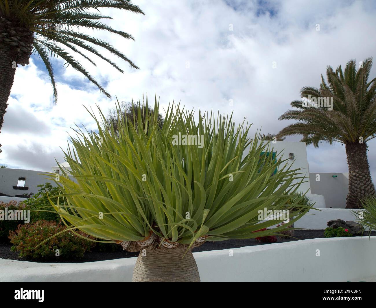 Large Dracaena plant with pointed green leaves and palm trees in front ...