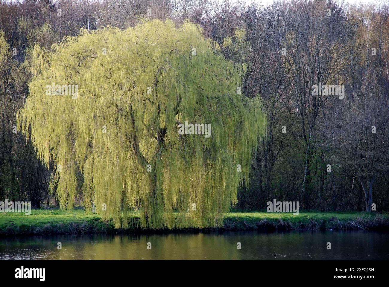 Willow on bank lake hi-res stock photography and images - Alamy
