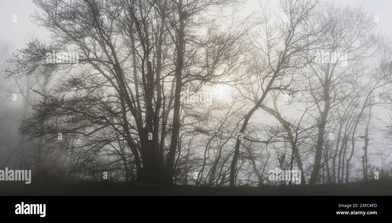 Sunrise, Upper Danube nature park Park, Swabian Alb, Baden-Wuerttemberg ...