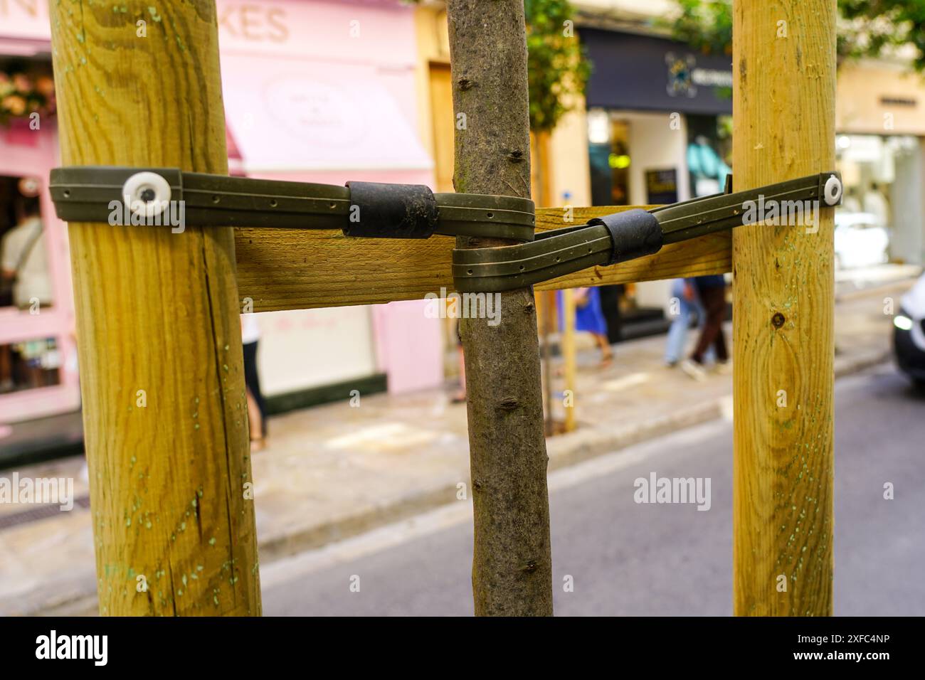 A thin tree seedling is tied with two rubber ties to two interconnected ...