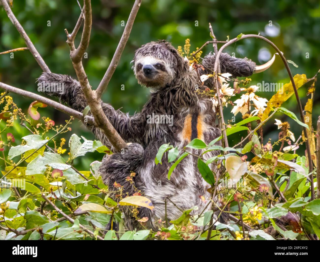 Friendly smiling three-fingered sloth (Bradypus) at the Rio Purus, a ...