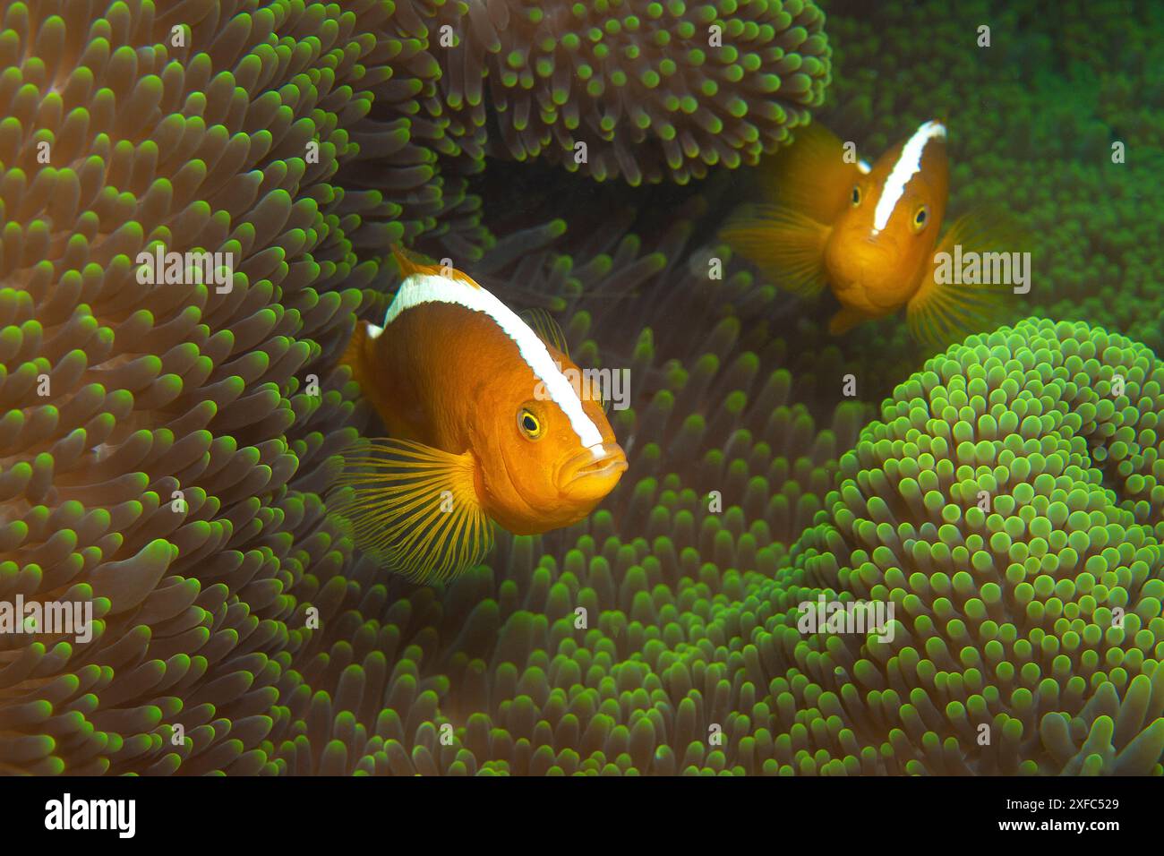 Anemonefish are always curious. Skunk striped anemonefish in vibrant ...