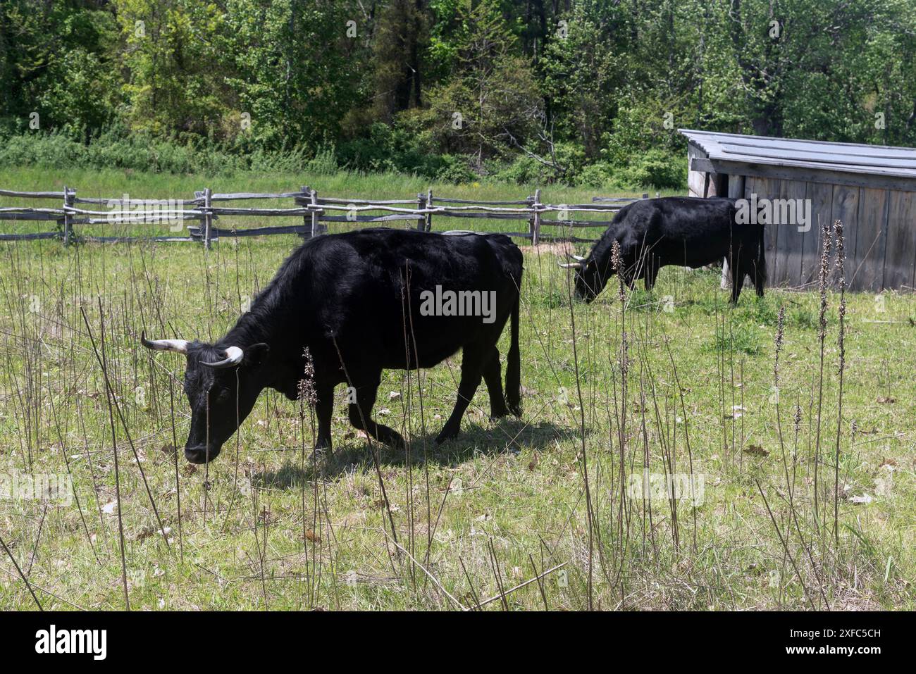 Cows in an English village. Plimoth Patuxet Museums, Massachusetts, New ...