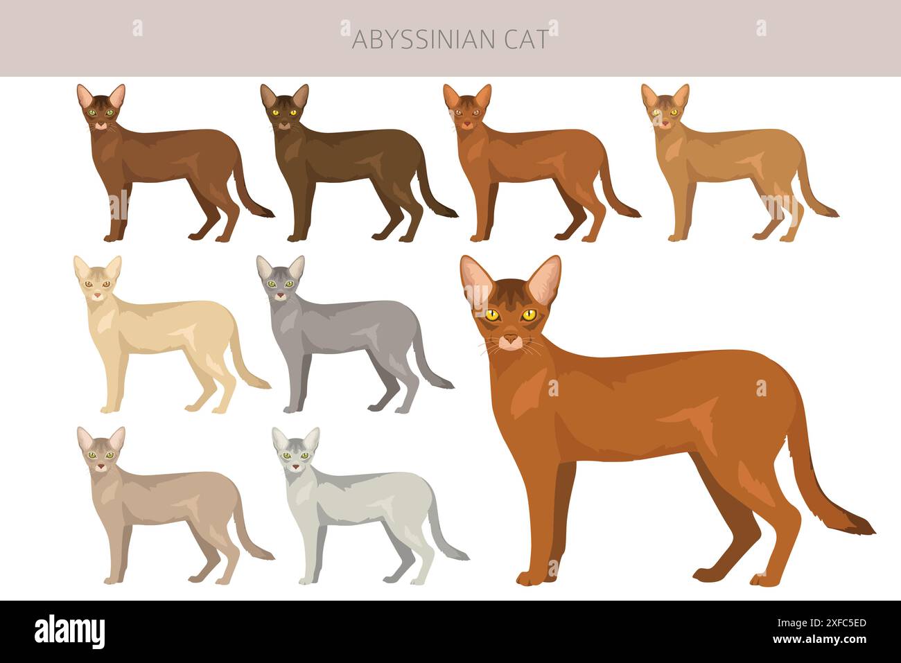 Abyssinian cat clipart. All coat colors set. All cat breeds ...