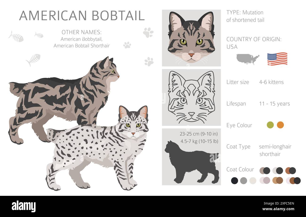American Bobtail cat clipart. All coat colors set. All cat breeds ...
