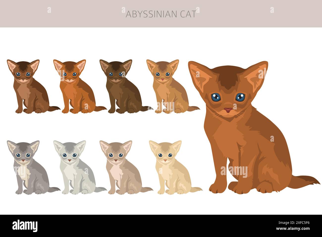Abyssinian cat clipart. All coat colors set. All cat breeds ...