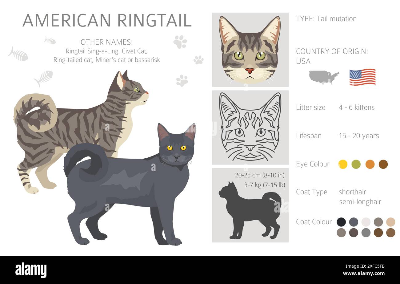 American Ringtail cat clipart. All coat colors set. All cat breeds characteristics infographic ...