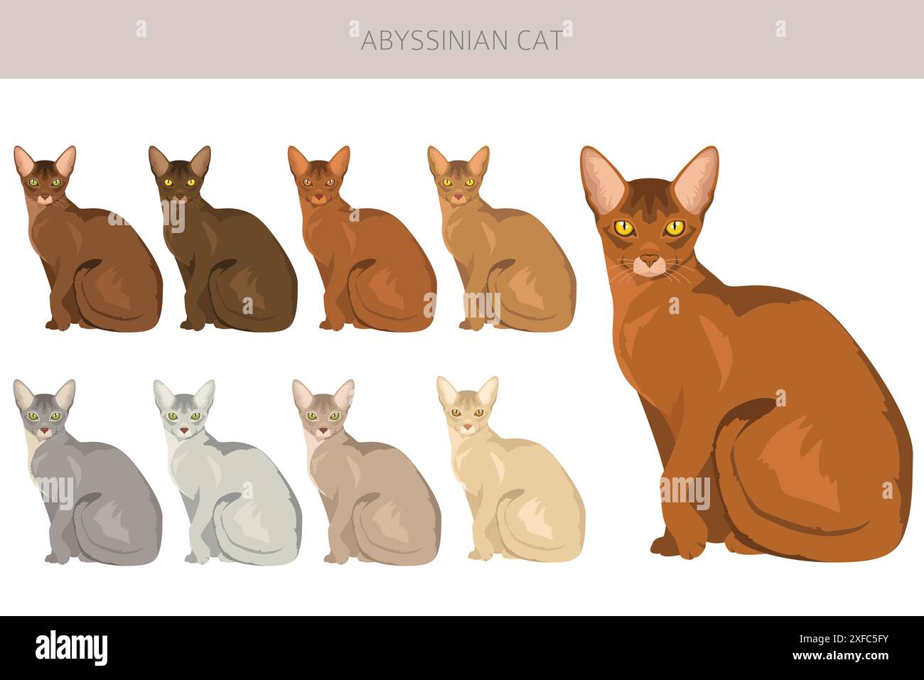 Abyssinian cat clipart. All coat colors set. All cat breeds ...