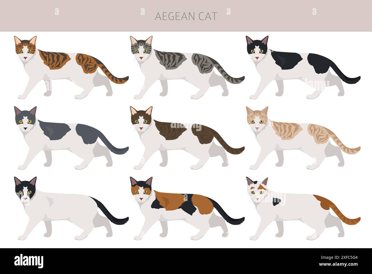 Aegean cat clipart. All coat colors set. All cat breeds characteristics ...