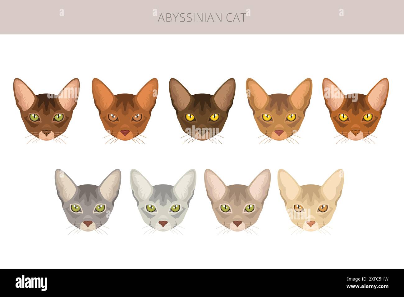 Abyssinian cat clipart. All coat colors set. All cat breeds ...