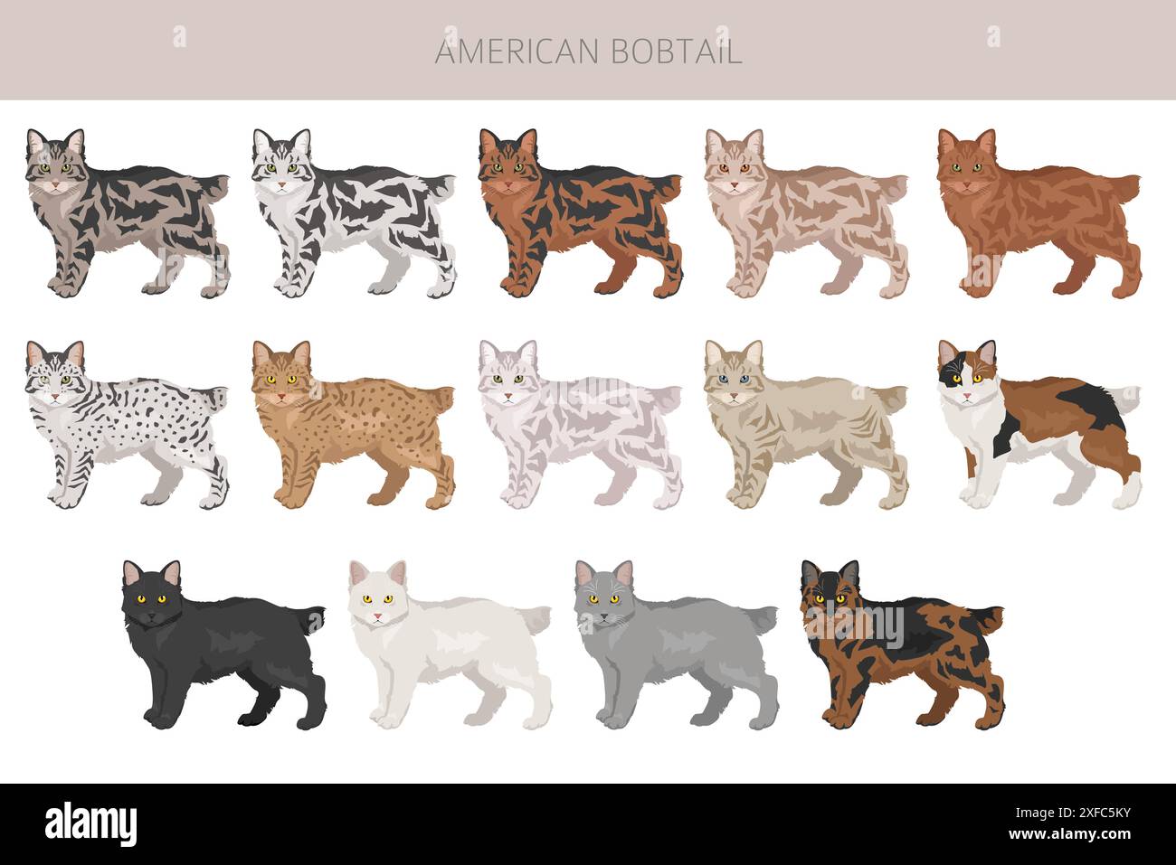 American Bobtail Cat Breed American Bobtail Cat Breed & Adoption