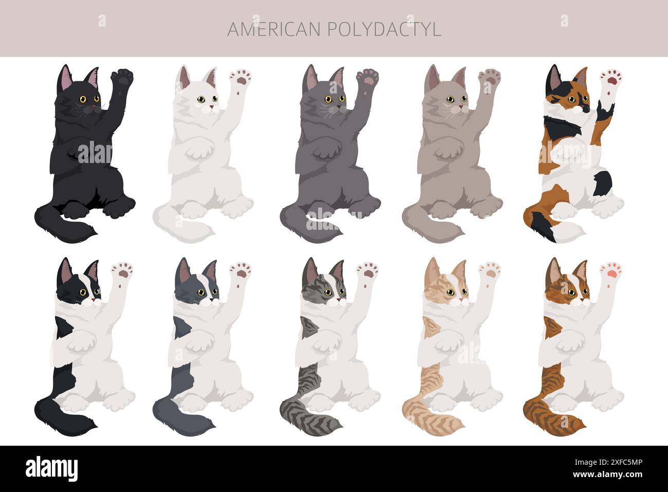 American Polydactyl cat clipart. All coat colors set. All cat breeds ...