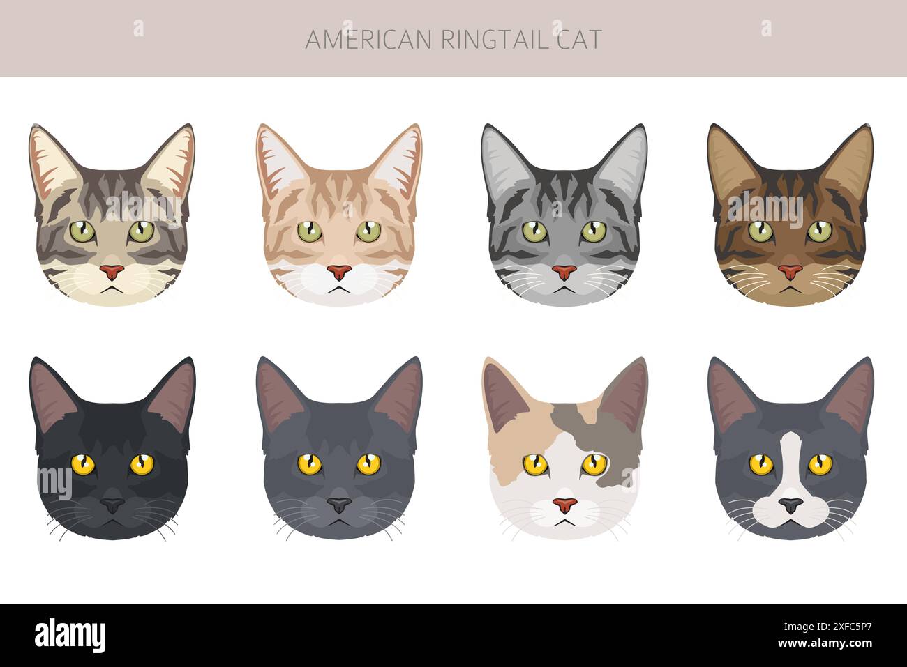 American Ringtail cat clipart. All coat colors set. All cat breeds ...
