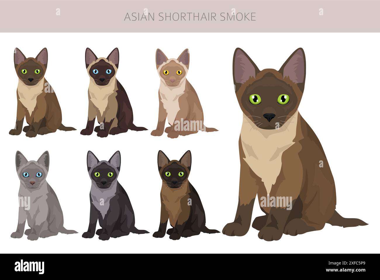 Asian shorthair smoke cat hi-res stock photography and images - Alamy