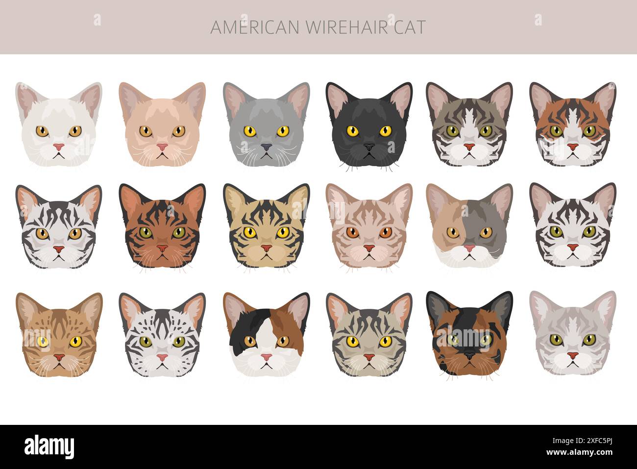 American Wirehair cat clipart. All coat colors set. All cat breeds ...