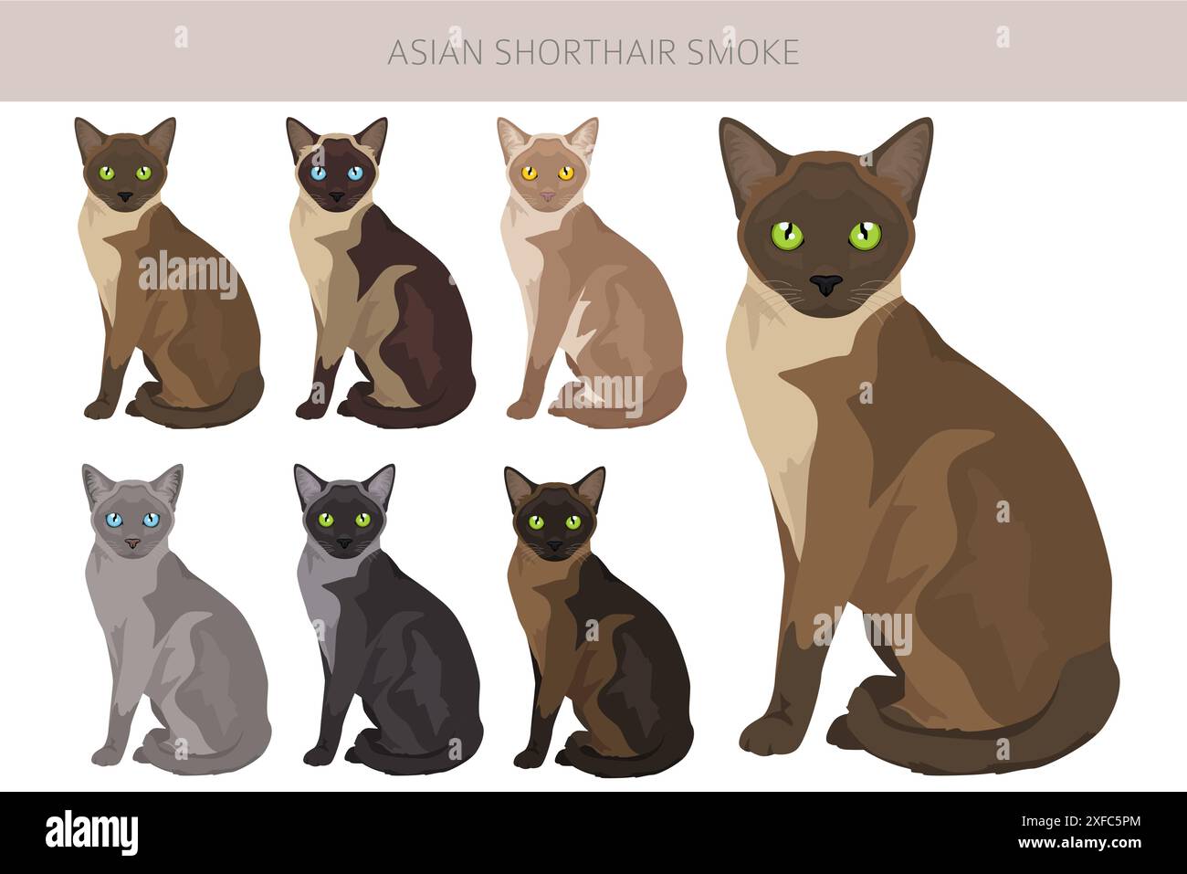Asian shorthair smoke cat clipart. All coat colors set. All cat breeds ...