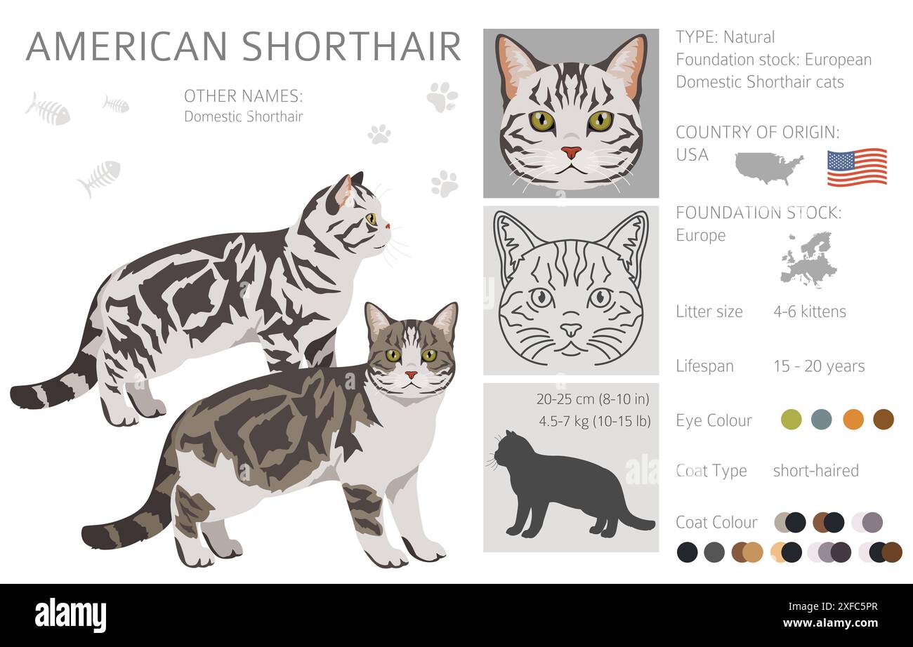 American Shorthair cat clipart. All coat colors set. All cat breeds ...