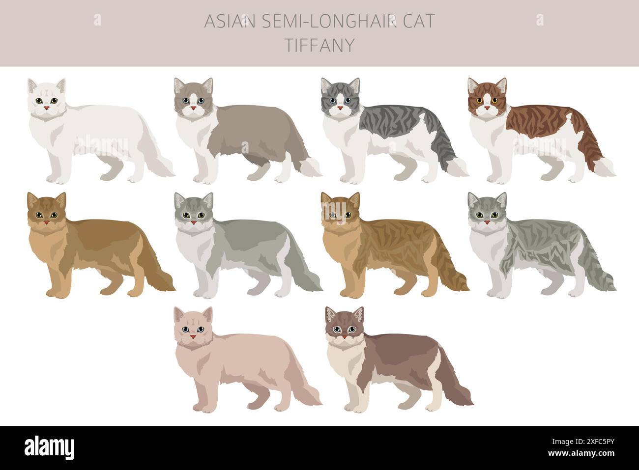 Tiffany Cat, Asian semi-longhair cat Tiffanie clipart. All coat colors ...