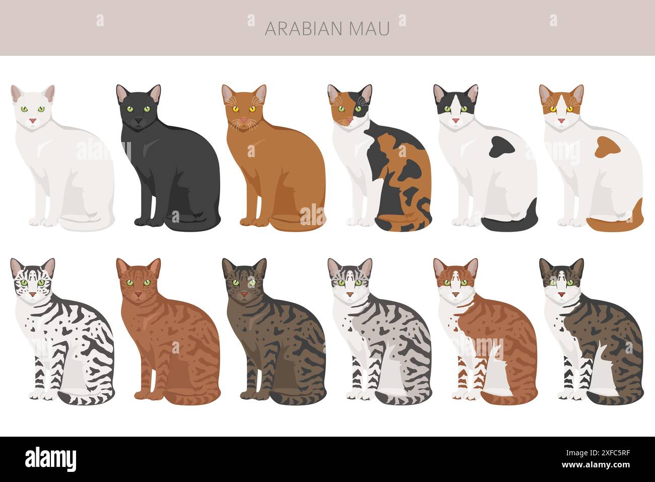 Arabian Mau cat clipart. All coat colors set. All cat breeds characteristics infographic. Vector ...
