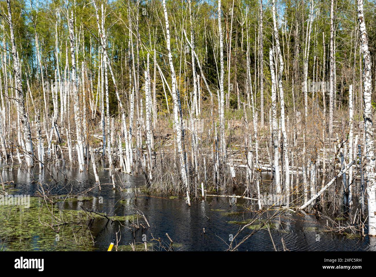 landscape with white birch trunks, flooded forest, wet birch grove ...