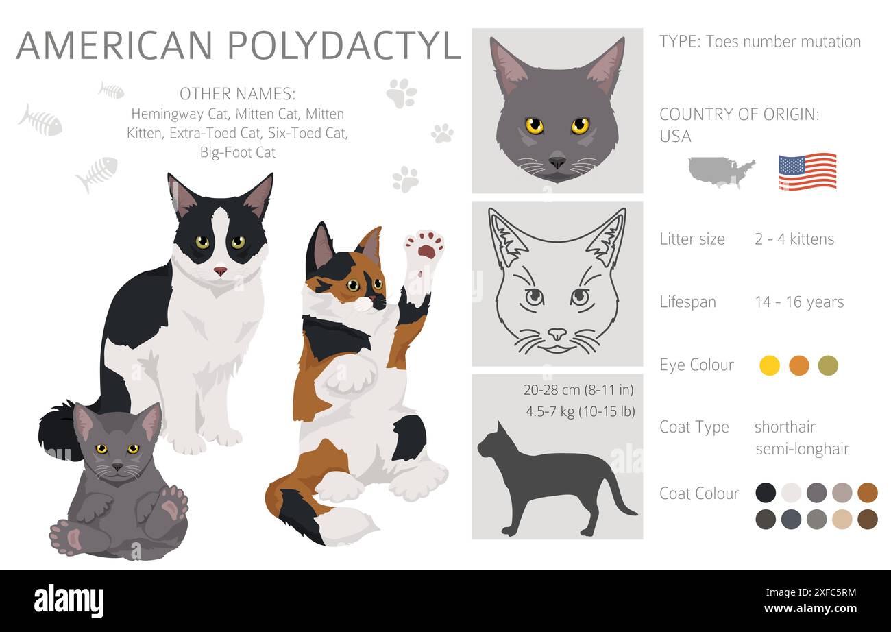 American Polydactyl cat clipart. All coat colors set. All cat breeds ...