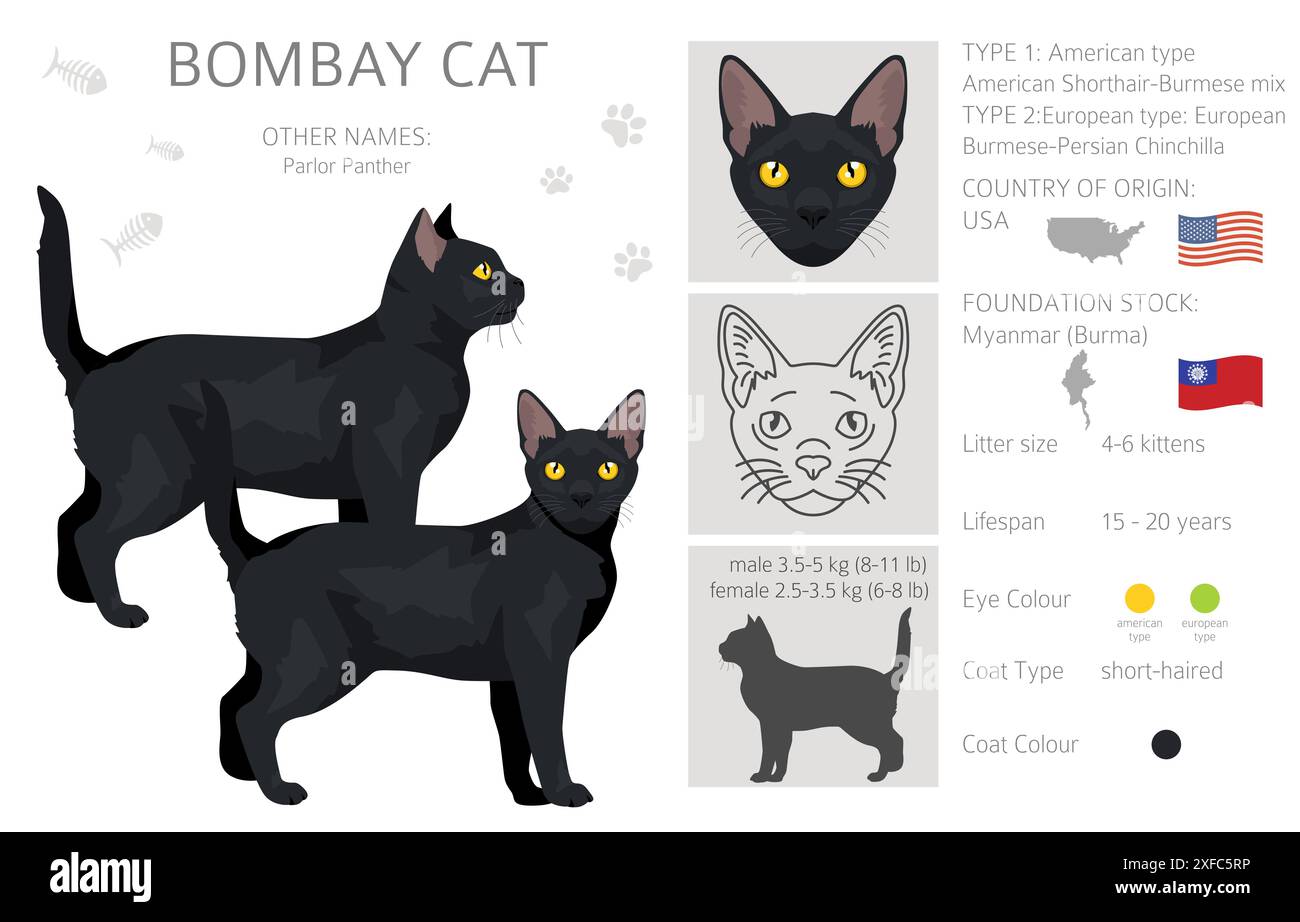 Bombay cat clipart. All coat colors set. All cat breeds characteristics ...