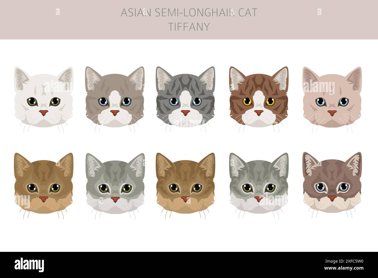 Tiffany Cat, Asian semi-longhair cat Tiffanie clipart. All coat colors ...