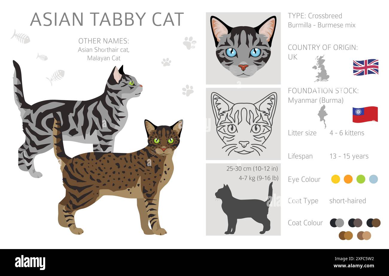 Asian shorthair Tabby cat clipart. All coat colors set. All cat breeds ...