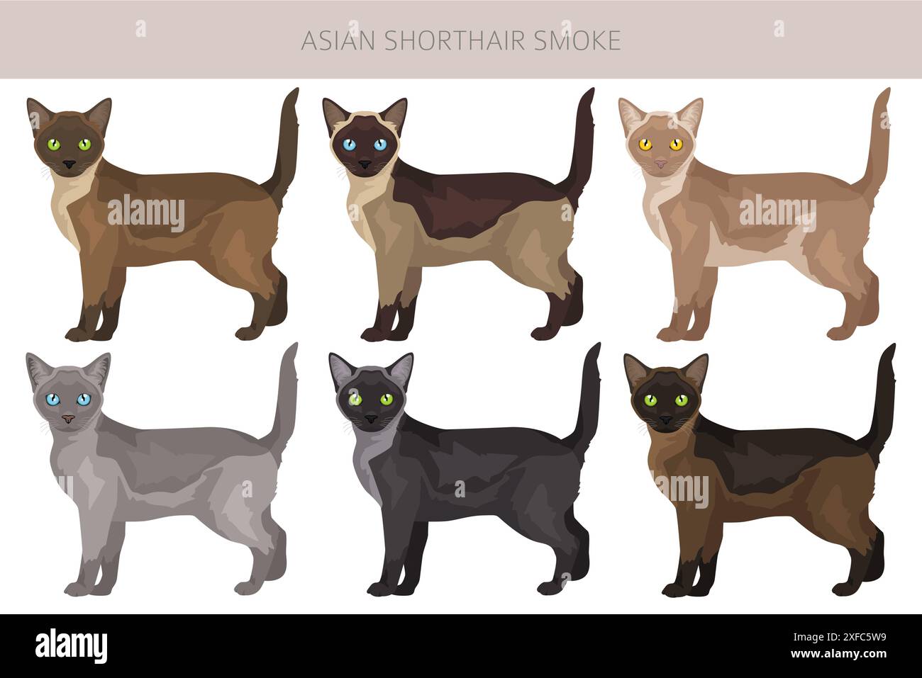 Asian shorthair smoke cat clipart. All coat colors set. All cat breeds ...