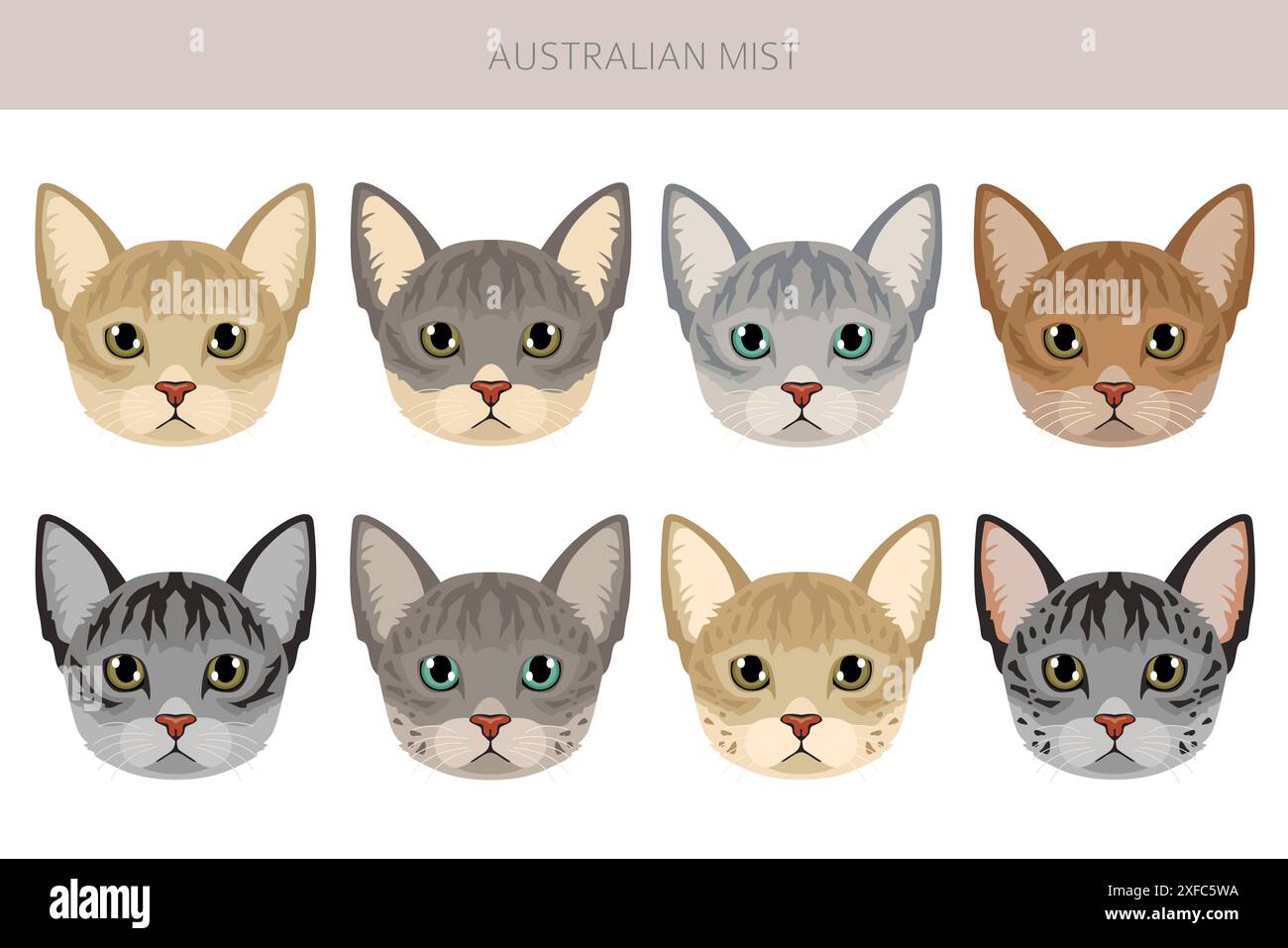 Australian Mist cat clipart. All coat colors set. All cat breeds ...