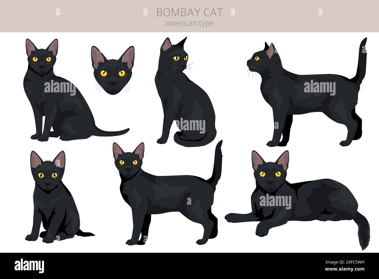 Bombay cat clipart. All coat colors set. All cat breeds characteristics ...