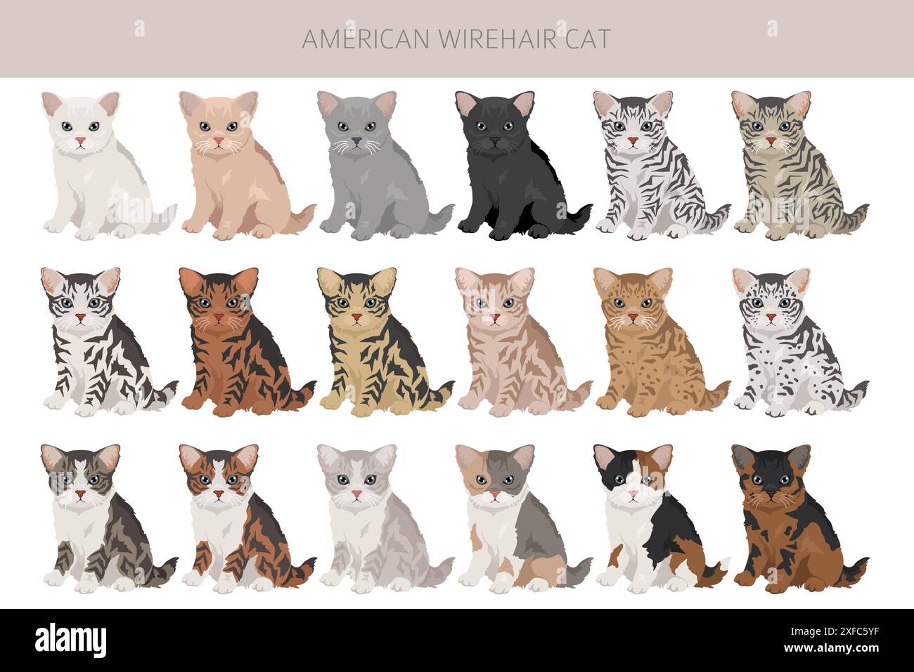 American Wirehair cat clipart. All coat colors set. All cat breeds ...