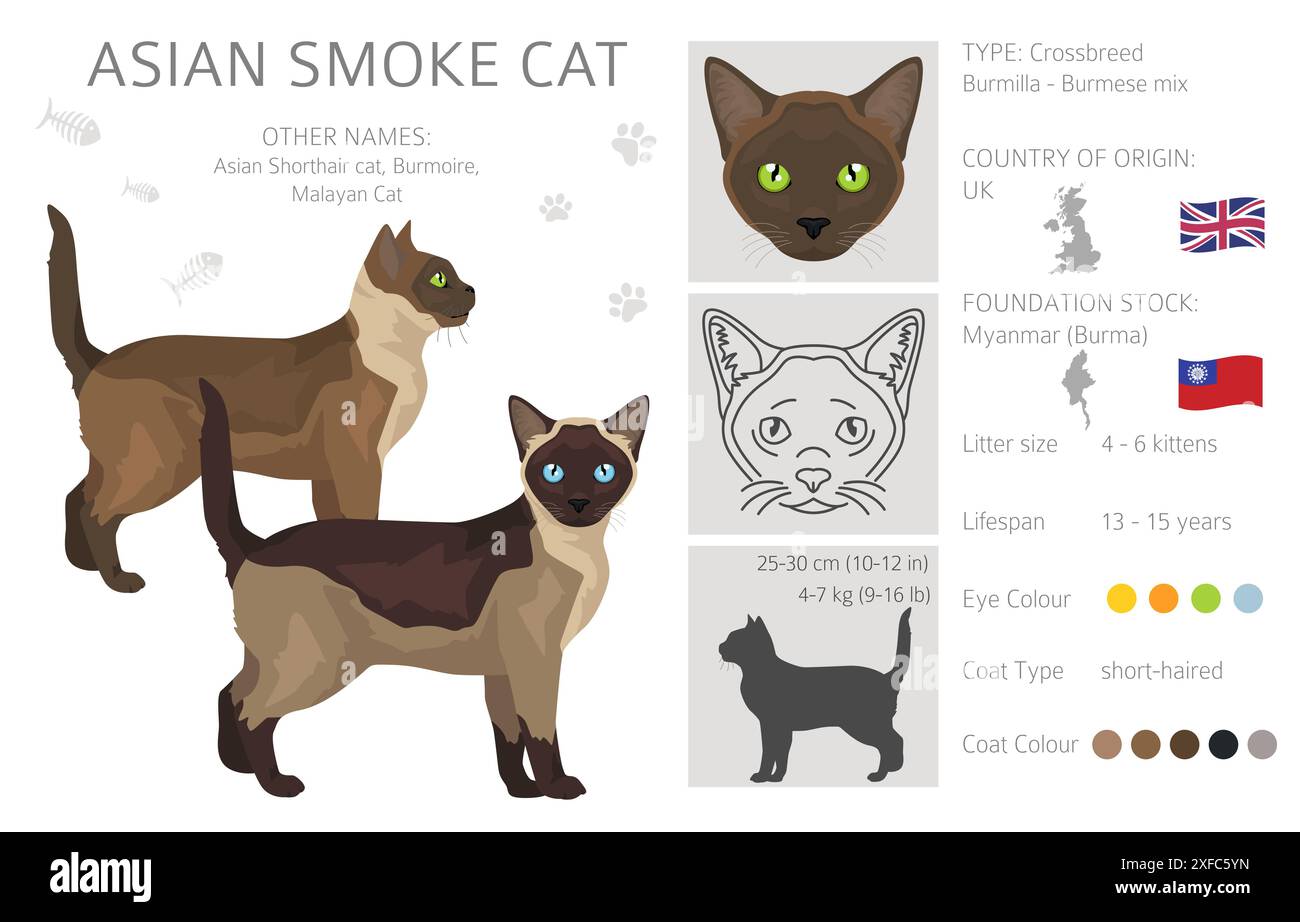 Asian shorthair smoke cat clipart. All coat colors set. All cat breeds ...